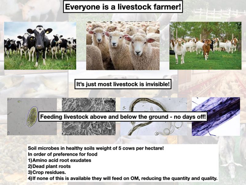 Animal Fodder – Regen Ben